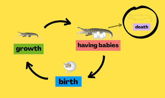 Test: Circle of Life- Vocabulary
