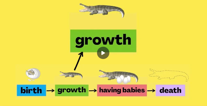 Test: Circle of Life- Vocabulary