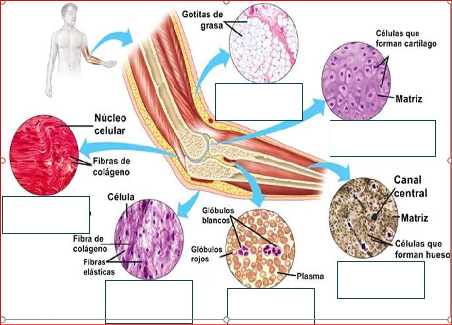 Map Quiz: Tejido Conectivo