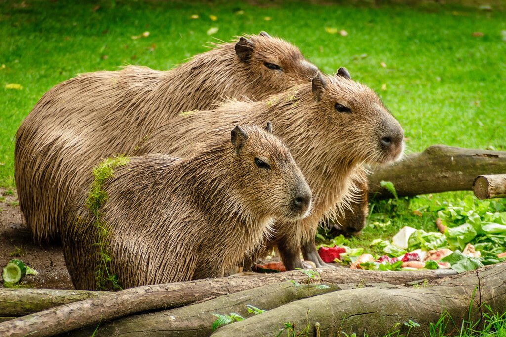 Matching Pairs: Relación de animales del zoológico (biología - segundo ...