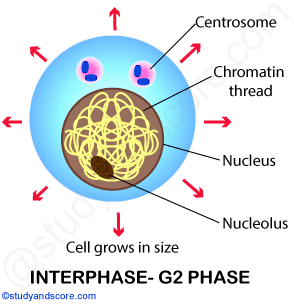 Map Quiz: Genesis / Cellf-made: Shaza and Farah's Mitosis game