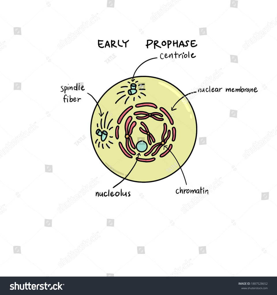 Map Quiz: Genesis / Cellf-made: Shaza and Farah's Mitosis game