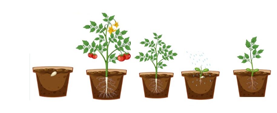 Unscramble Words: El ciclo de la vida de la planta