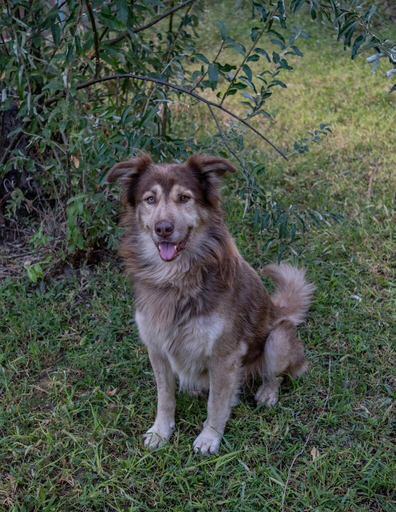 Matching Pairs: Animal Match: Simple Descriptions (english - language)