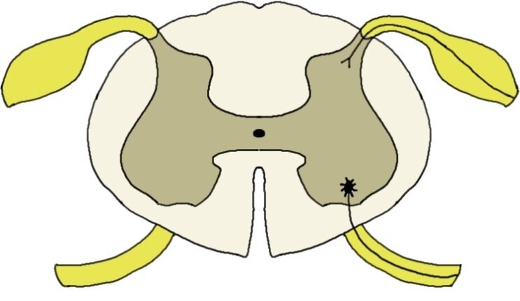 Memory: SpongeBob Anatomy Positions