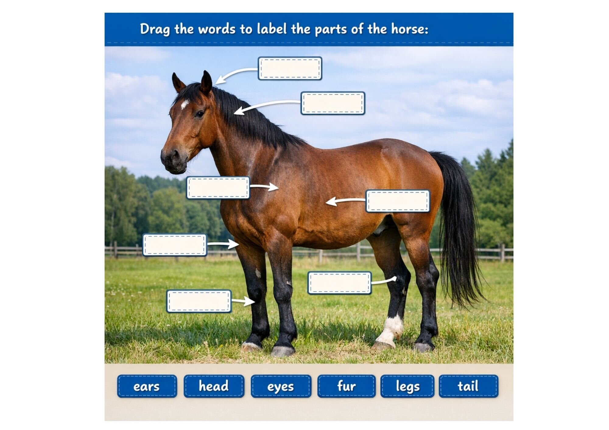 Map Quiz: Horse parts (1º primaria - biology)