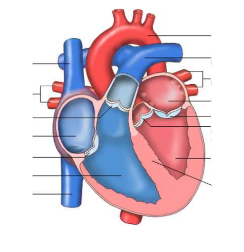 Map Quiz: Partes del corazón 3 ESO (biología - 3º e.s.o. - partes ...