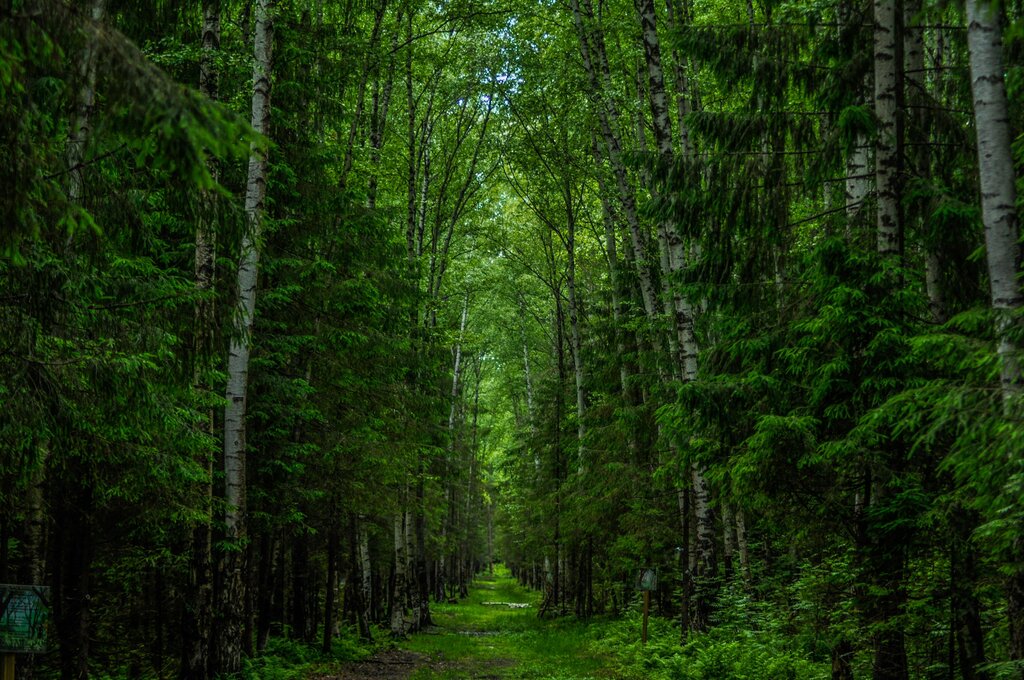 Sopa de Letras: EL CUIDADO DEL MEDIO AMBIENTE (biología - 4º egb)