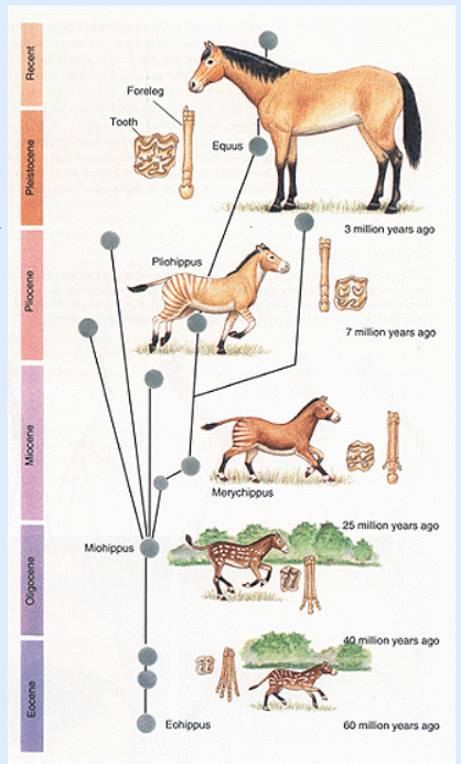 Riddle: Evolution 101 Lecture Part 1