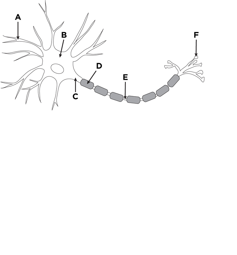Froggy Jumps: Introduction to the neuron- physiology