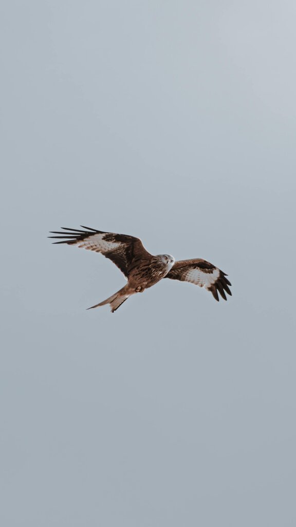 Unscramble Letters: Regular & Irregular verb (8th Grade)