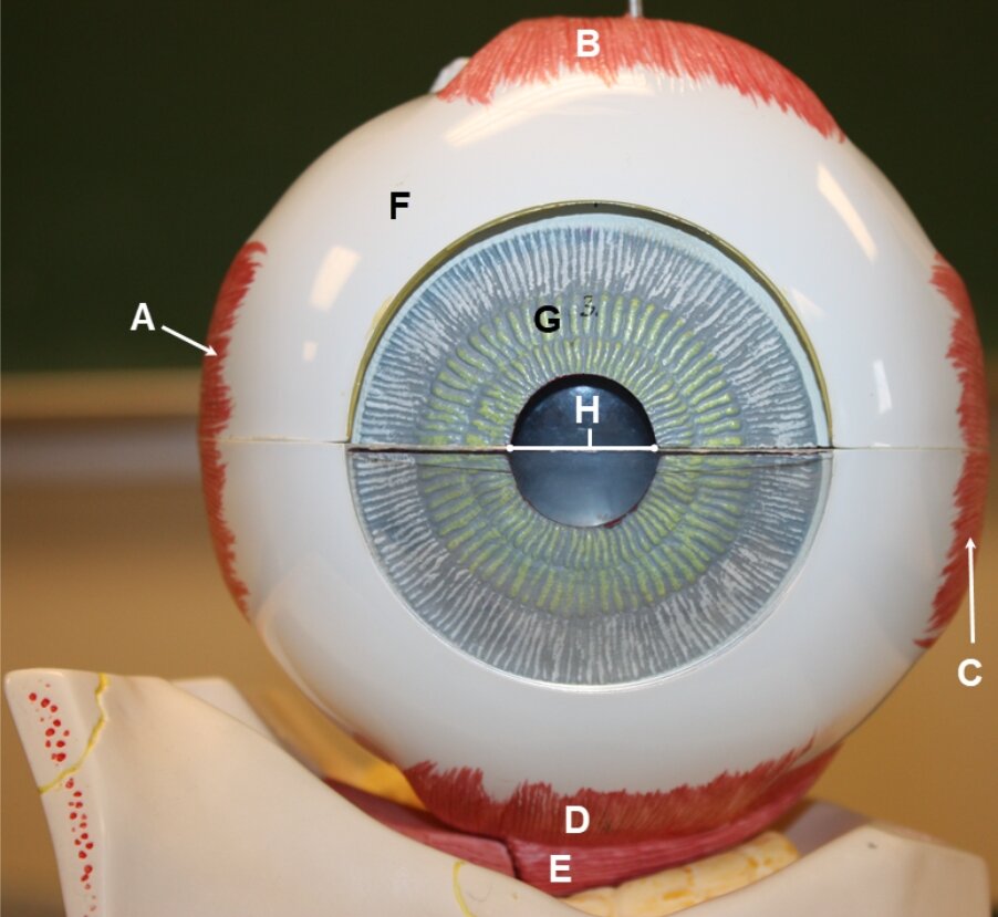 Map Quiz: Eye Gross Anatomy ( Muscles of the eyes)