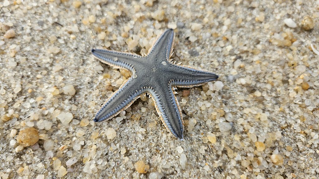 Matching Pairs: Vocab Matching! Unit 4 Art and the Ocean