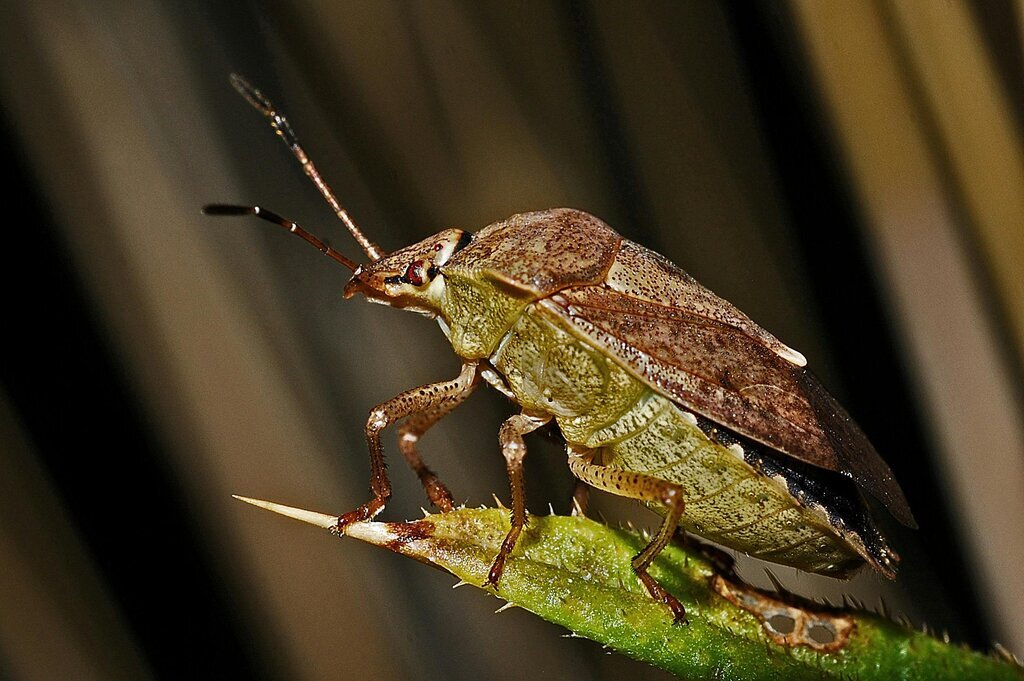 Memory: Memorama: Dengue, leishmaniasis, chagas, paludismo
