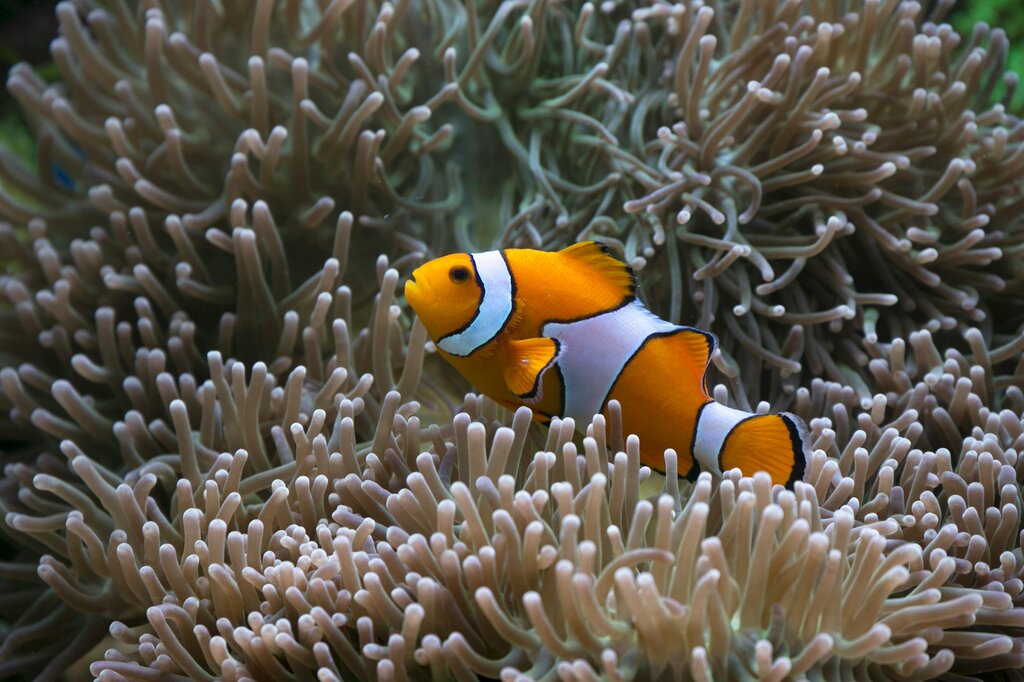 Crossword Puzzle: Relaciones entre especies