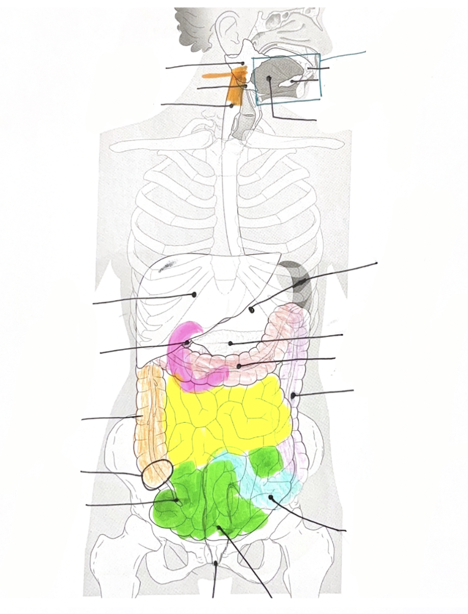 Map Quiz: Digestive System Labeling