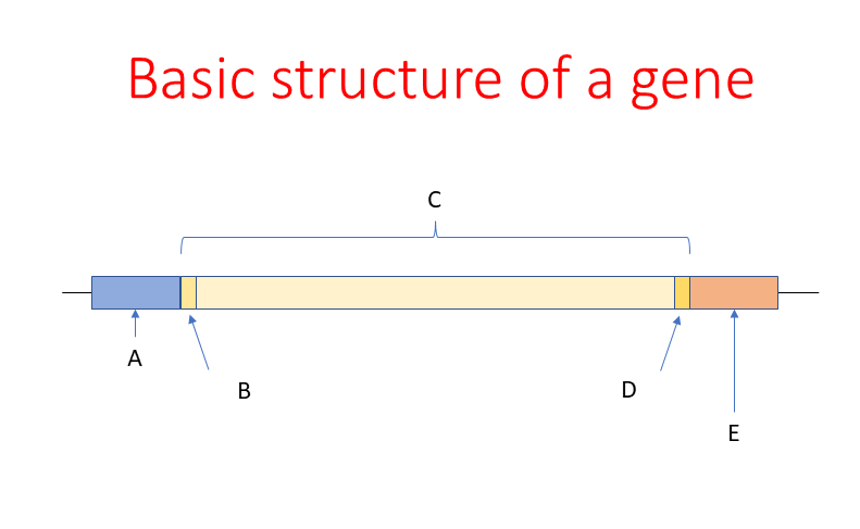 Map Quiz: Basic structure of a gene (genetics - biology)