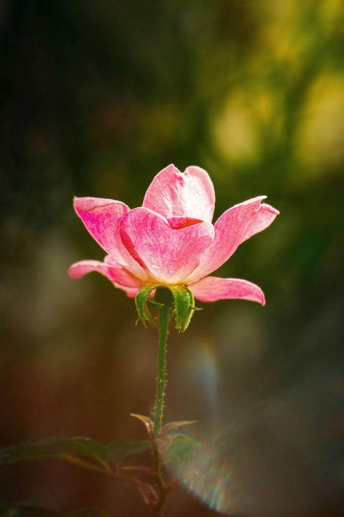 Memory: Match the pairs