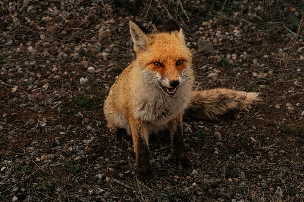 Matching Pairs: Match Pictures to Sounds: Animal Voices