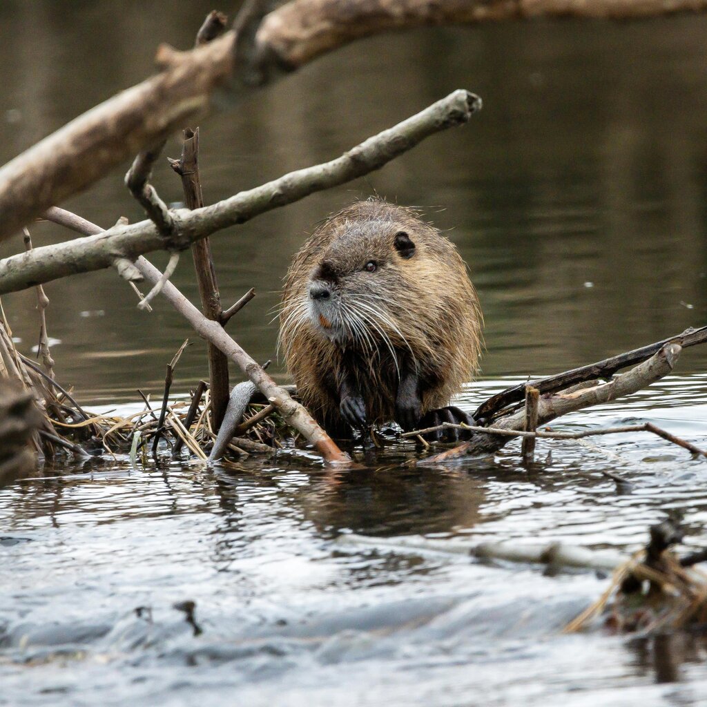 Quiz: Trivia de animales