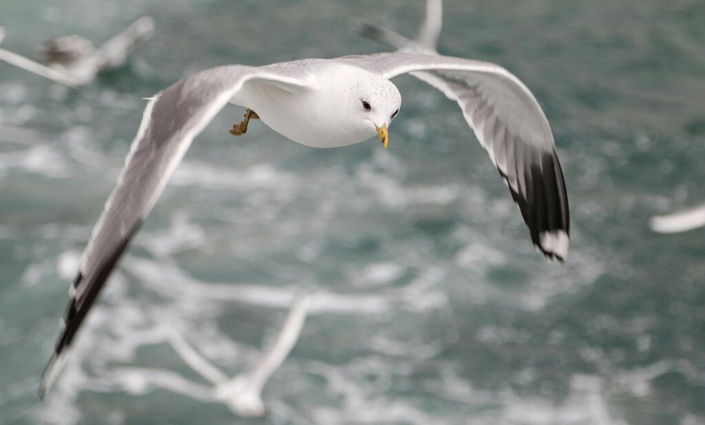 Quiz: Trivia de animales