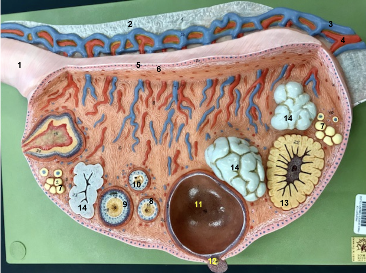 Map Quiz: Internal Ovary Model