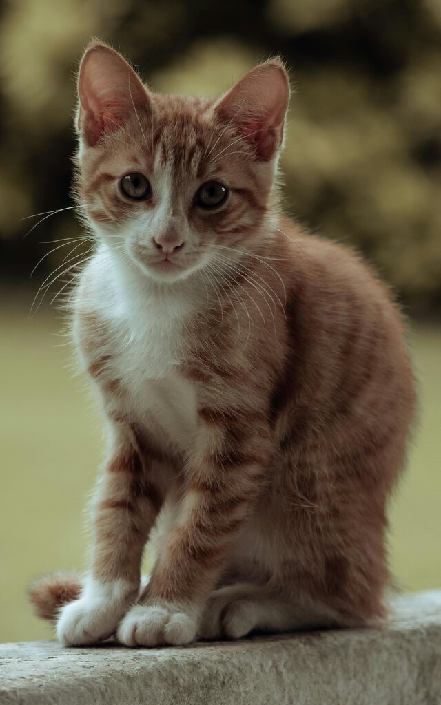 Froggy Jumps: Farm Animals Guessing Game