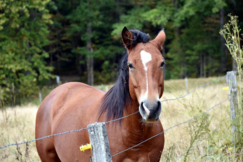 Matching Pairs: Animals - Match the word to the picture! (english ...