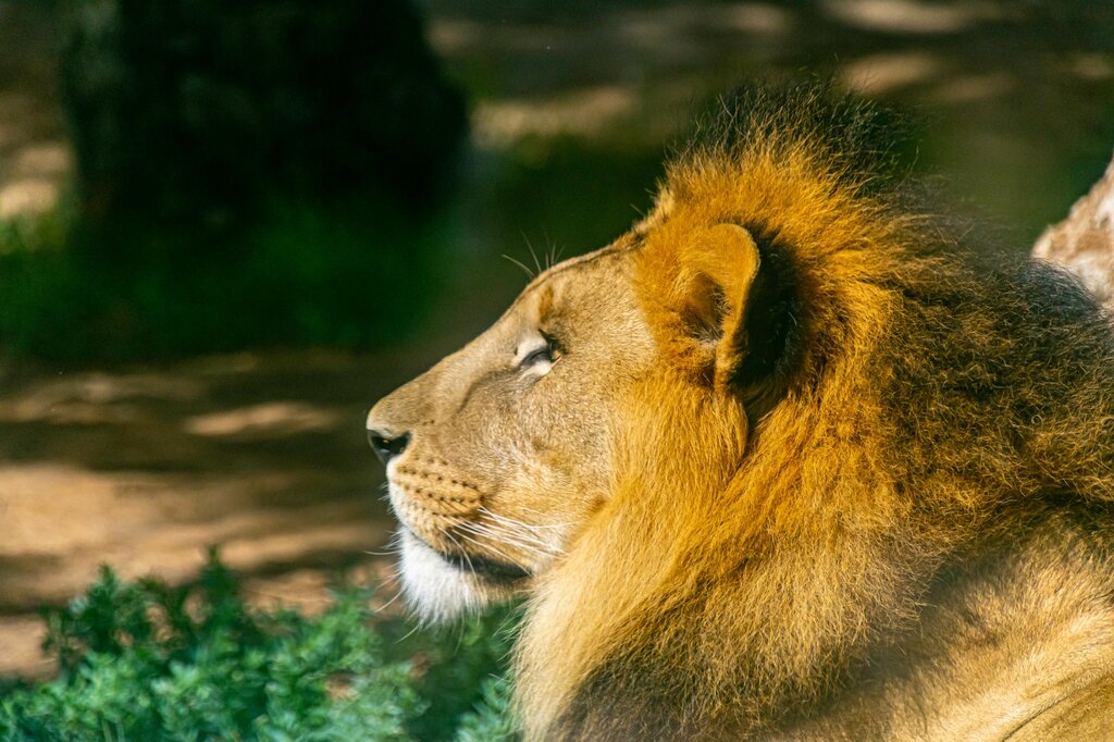 Sí o No: Vocabulary review Chapter 1 book 3 (second language - segunda ...