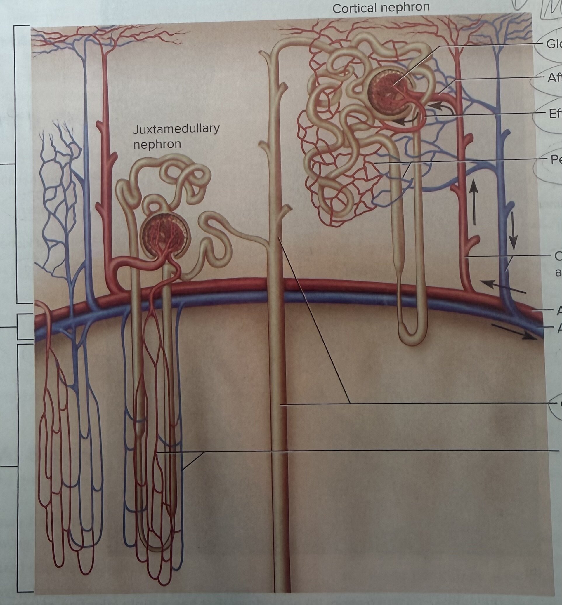 Map Quiz: Renal blood vessels