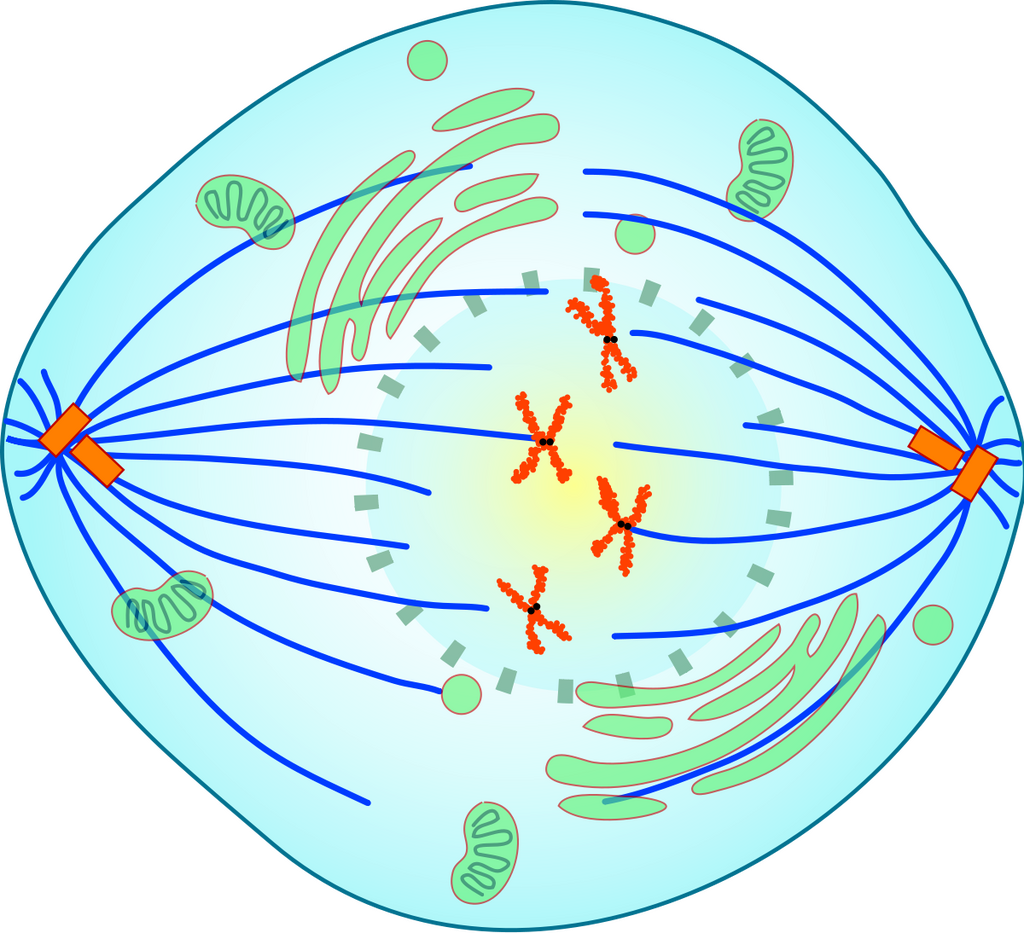 Memory: Memorama de la Mitosis