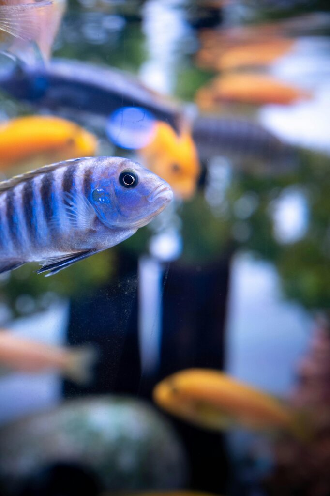 Word Search Puzzle: Animals (animals - english)