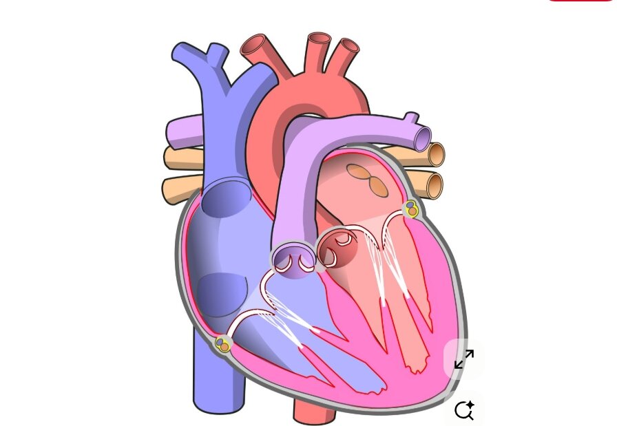 Map Quiz: Anatomía del Corazón y Sistema Electico