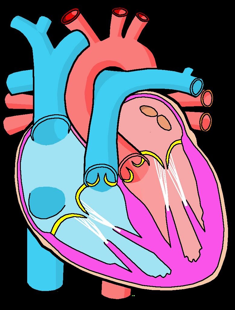Map Quiz: SISTEMA ELECTRICO DEL CORAZÓN