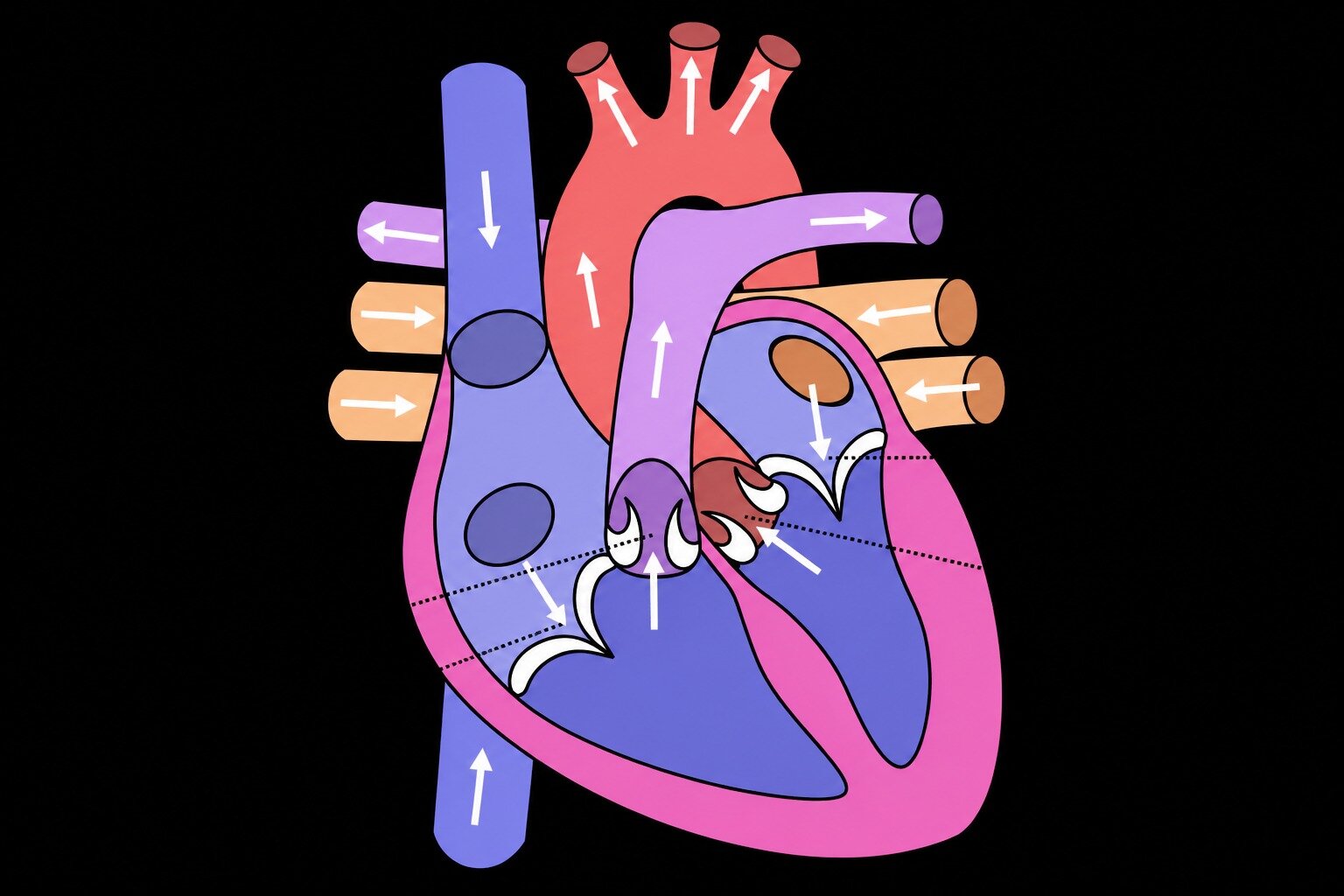 Map Quiz: PARTES DEL CORAZÓN