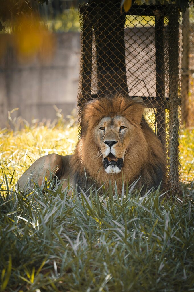 Memory: Memorama: Animales