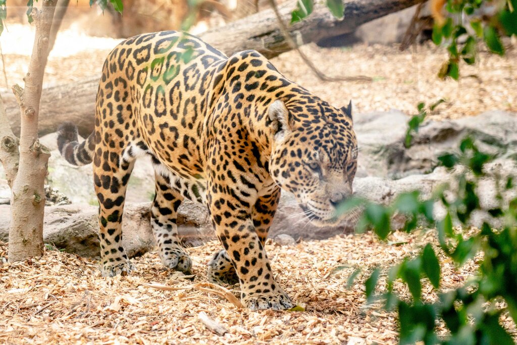 Memory: Memorama: Animales