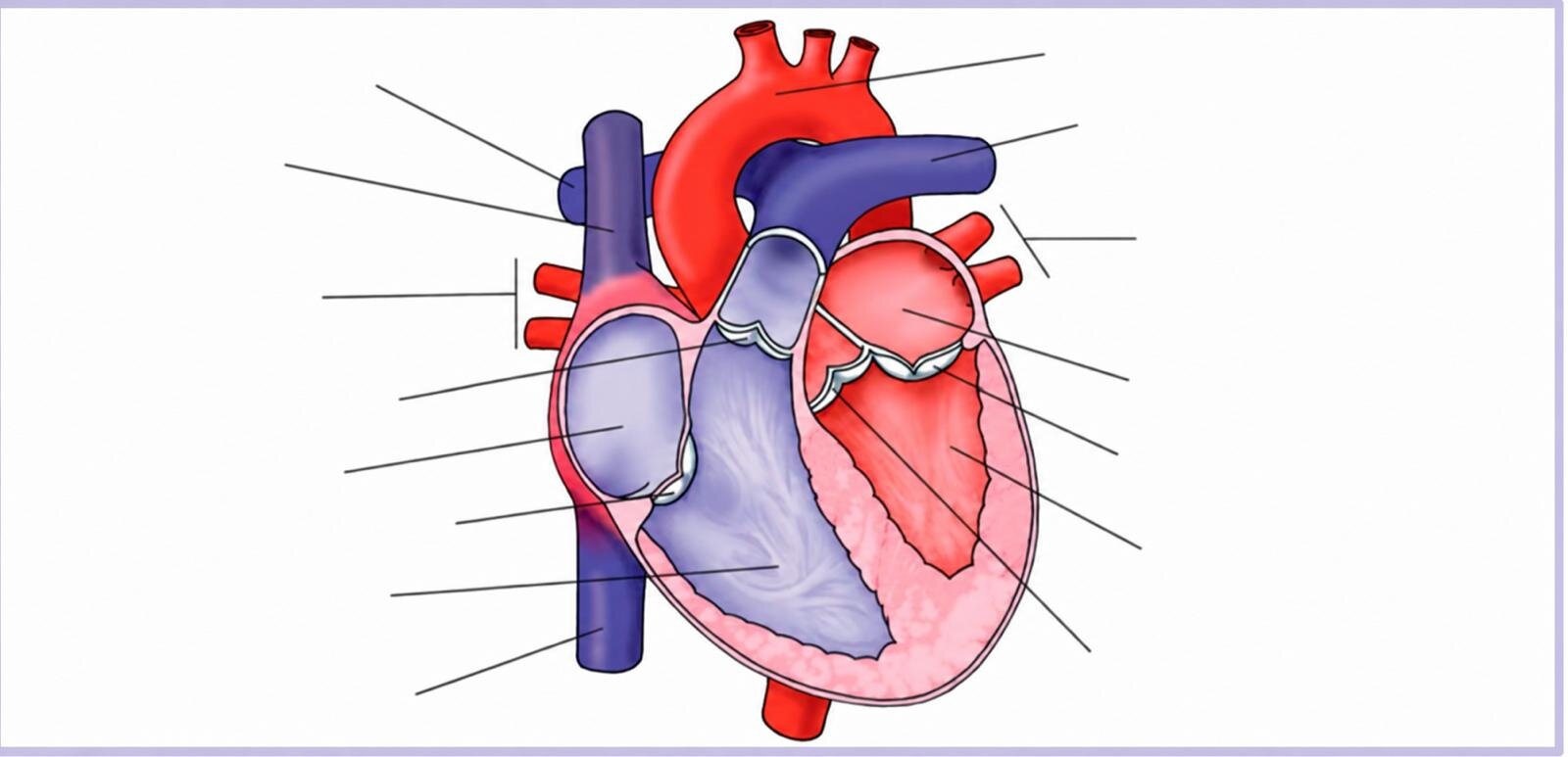 Map Quiz: Partes del corazon