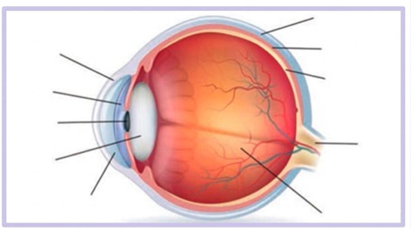 Map Quiz: Actividad partes del ojo