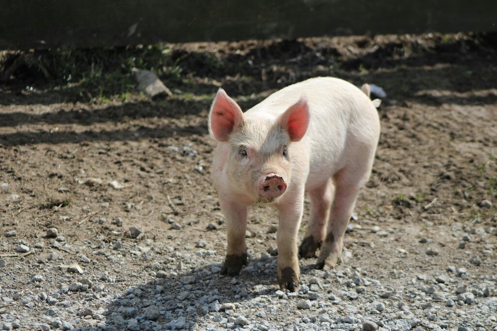 Matching Pairs: ANIMALES DE GRANJA EN INLES (segunda lengua - 1º ...