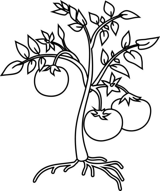 Map Quiz: Partes de la planta