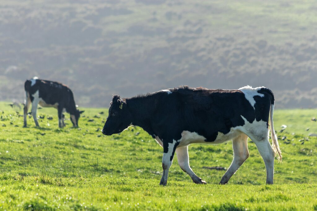 Quiz: English level test: Farm animals