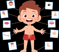 Map Quiz: Explorando el cuerpo humano