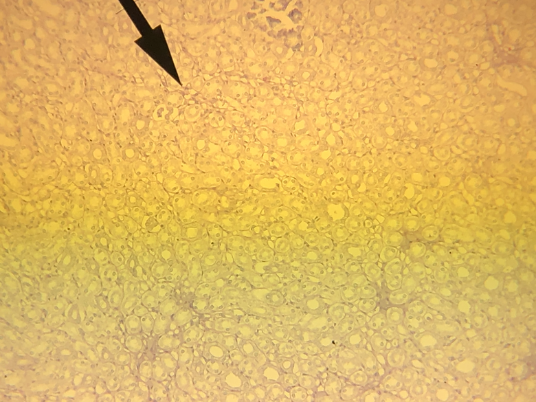 Map Quiz: urinary histology