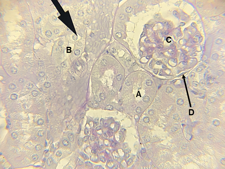 Map Quiz: urine histology 3