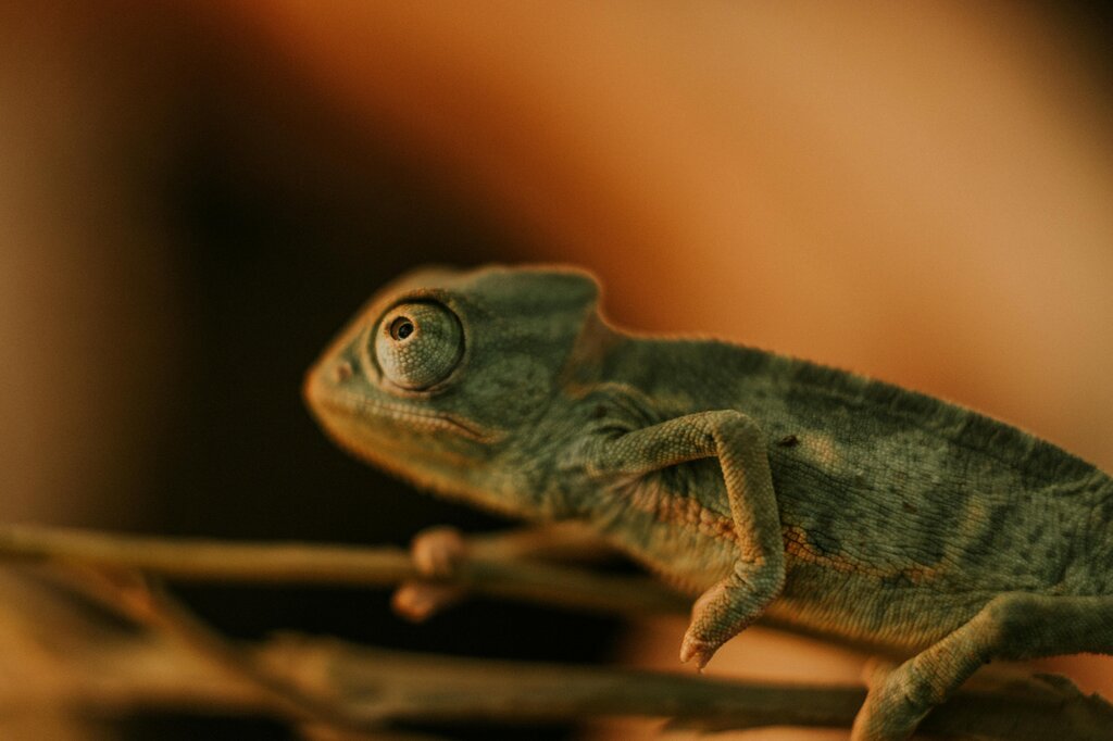 Froggy Jumps: Animals, Body Parts & Has It Got