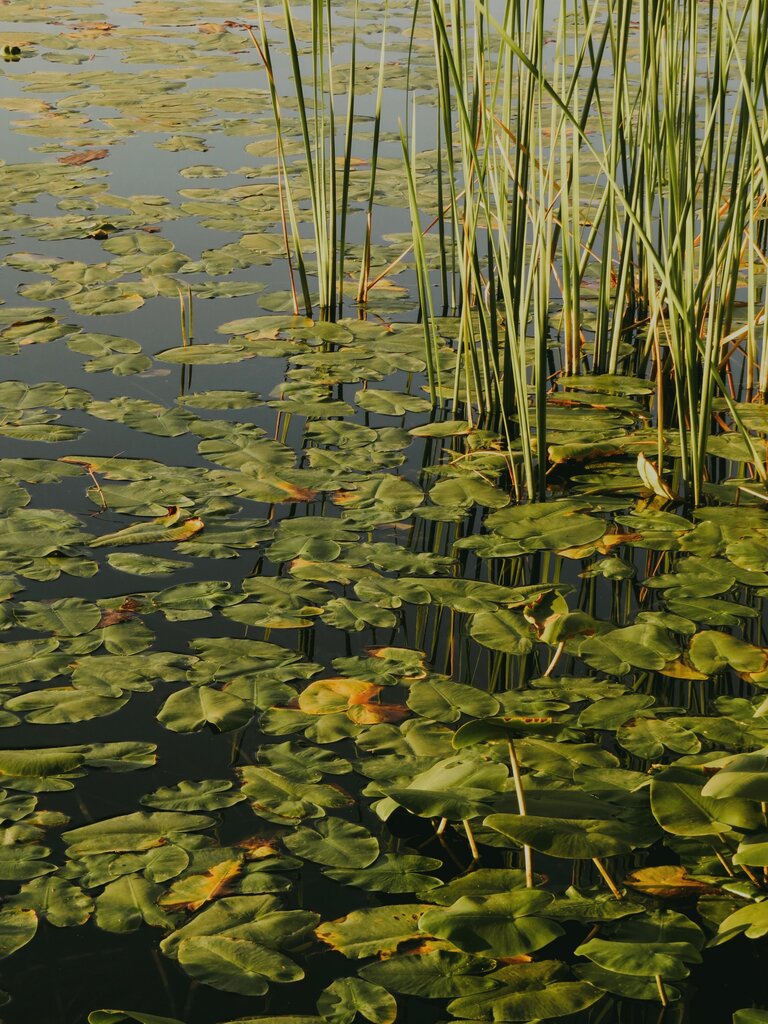 Quiz: Caring for Frog Habitat