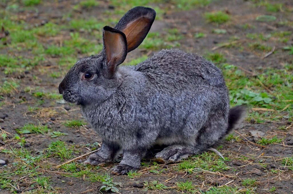 Quiz: Breeds of Animals - Livestock - Rabbits (agriculture - biology ...