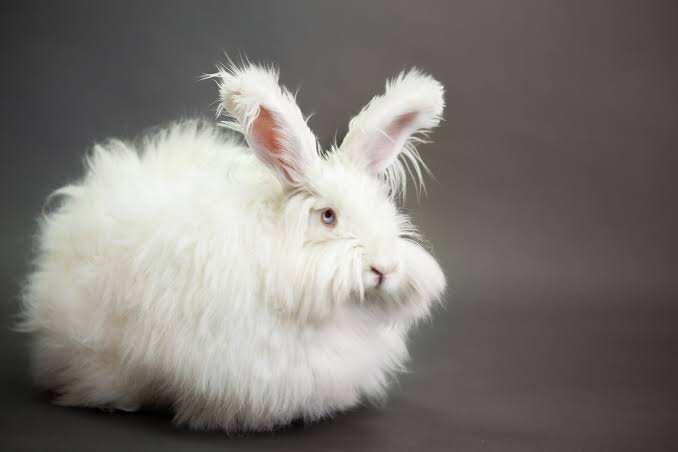 Quiz: Breeds of Animals - Livestock - Rabbits (agriculture - biology ...